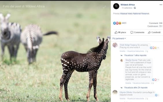 Kenya, zebra a pois fotografata per la prima volta