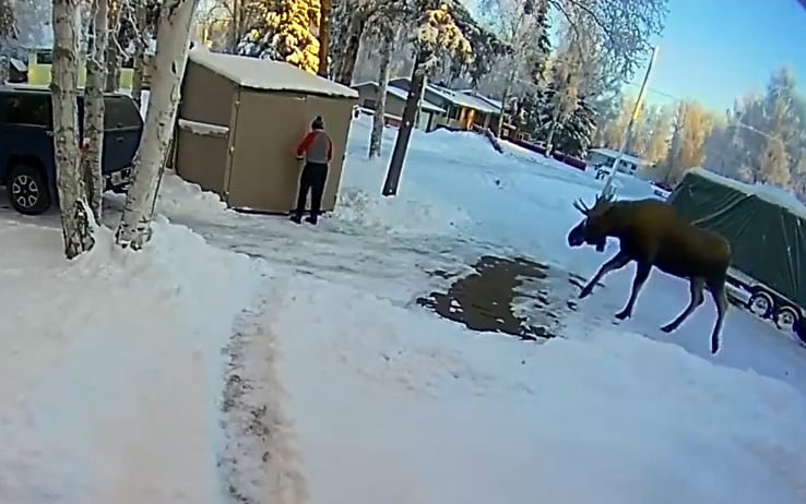 Alaska, con grande calma un uomo evita incontro ravvicinato con un alce ...