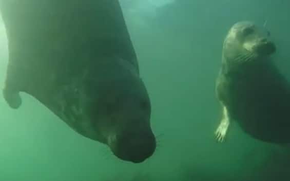 Le prime immagini di una foca grigia che 'applaude' sott’acqua | Sky tg24