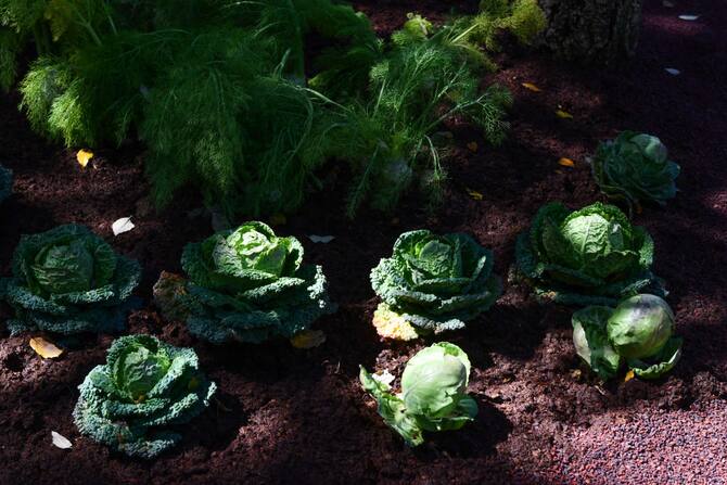 Frutta e verdura di stagione in inverno, l'elenco completo. FOTO