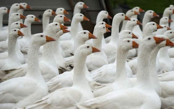 Un'oca preistorica da un metro e mezzo viveva nel Gargano | Sky TG24