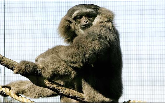 Scoperta in Cina la prima specie di scimmia estinta per mano dell'uomo ...