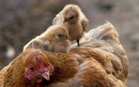 I pulcini hanno una capacità innata di riconoscere ed evitare i ...
